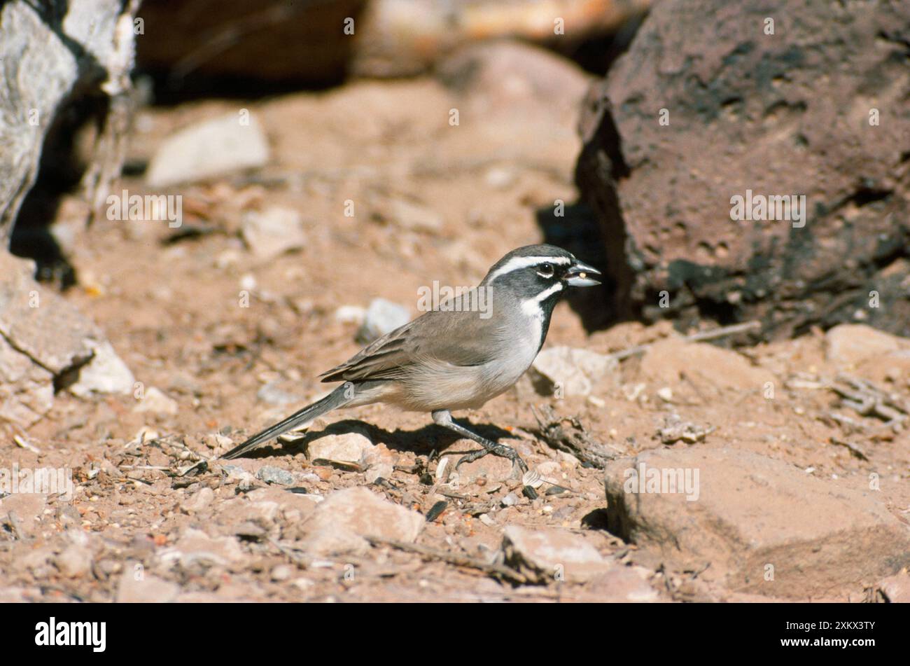 Black sparrow hi-res stock photography and images - Alamy