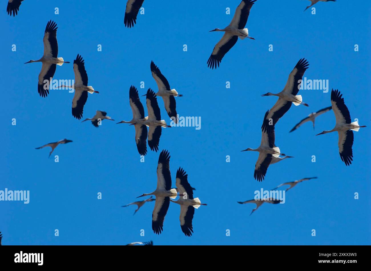 White Storks - In flight migrating in the heat Stock Photo - Alamy