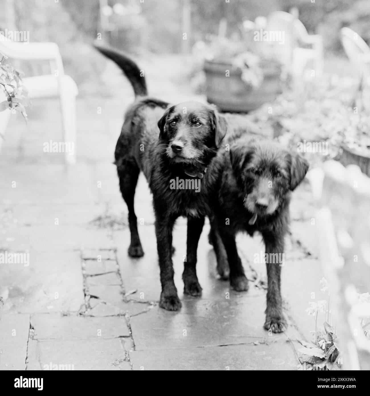 Animal dogs pets animals hi-res stock photography and images - Alamy
