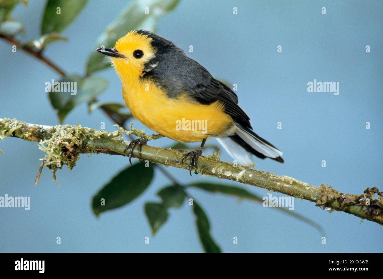Golden animals hi-res stock photography and images - Alamy