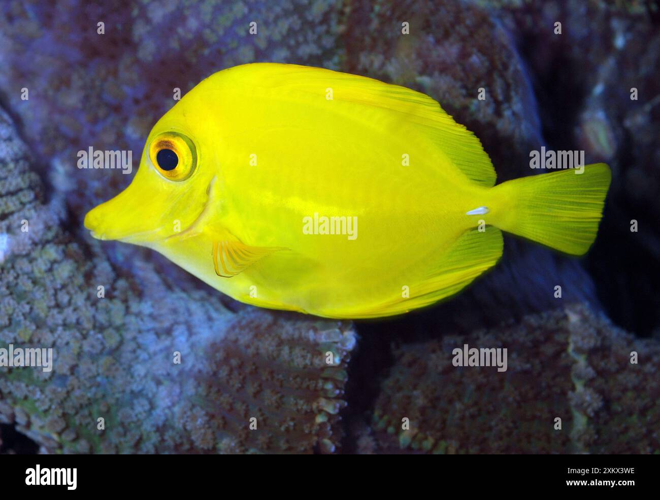Yellow Tang- coral reefs Stock Photo - Alamy