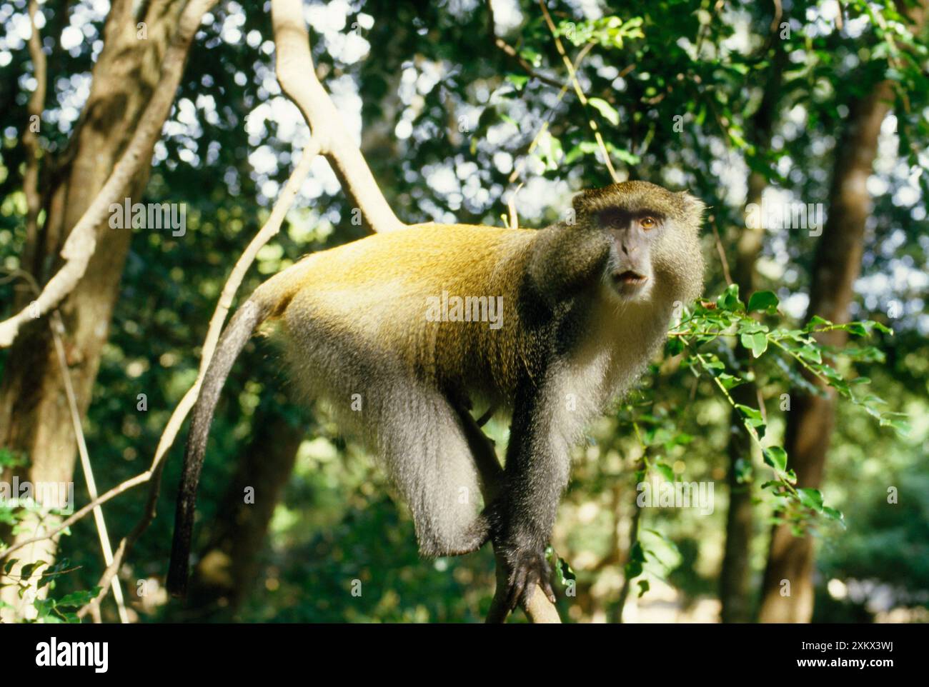 Samango hi-res stock photography and images - Alamy