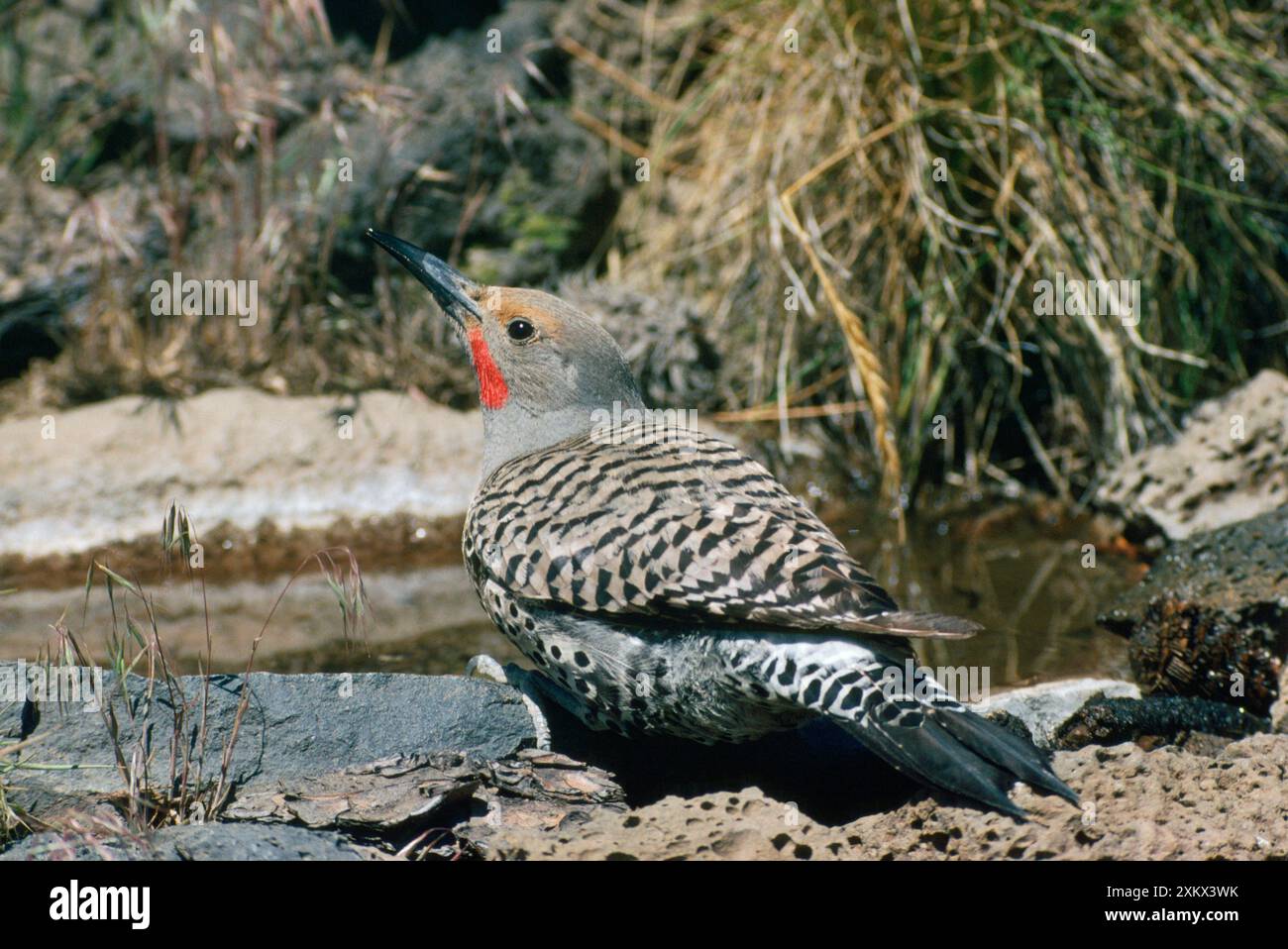 Red-shafted Flicker - male Stock Photo - Alamy