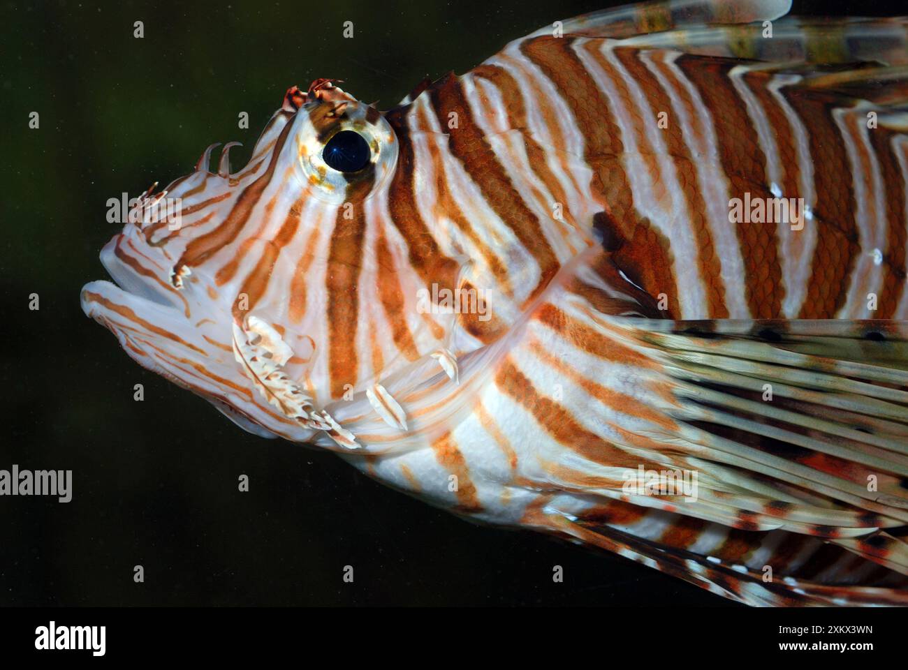 Dragonfish hi-res stock photography and images - Alamy