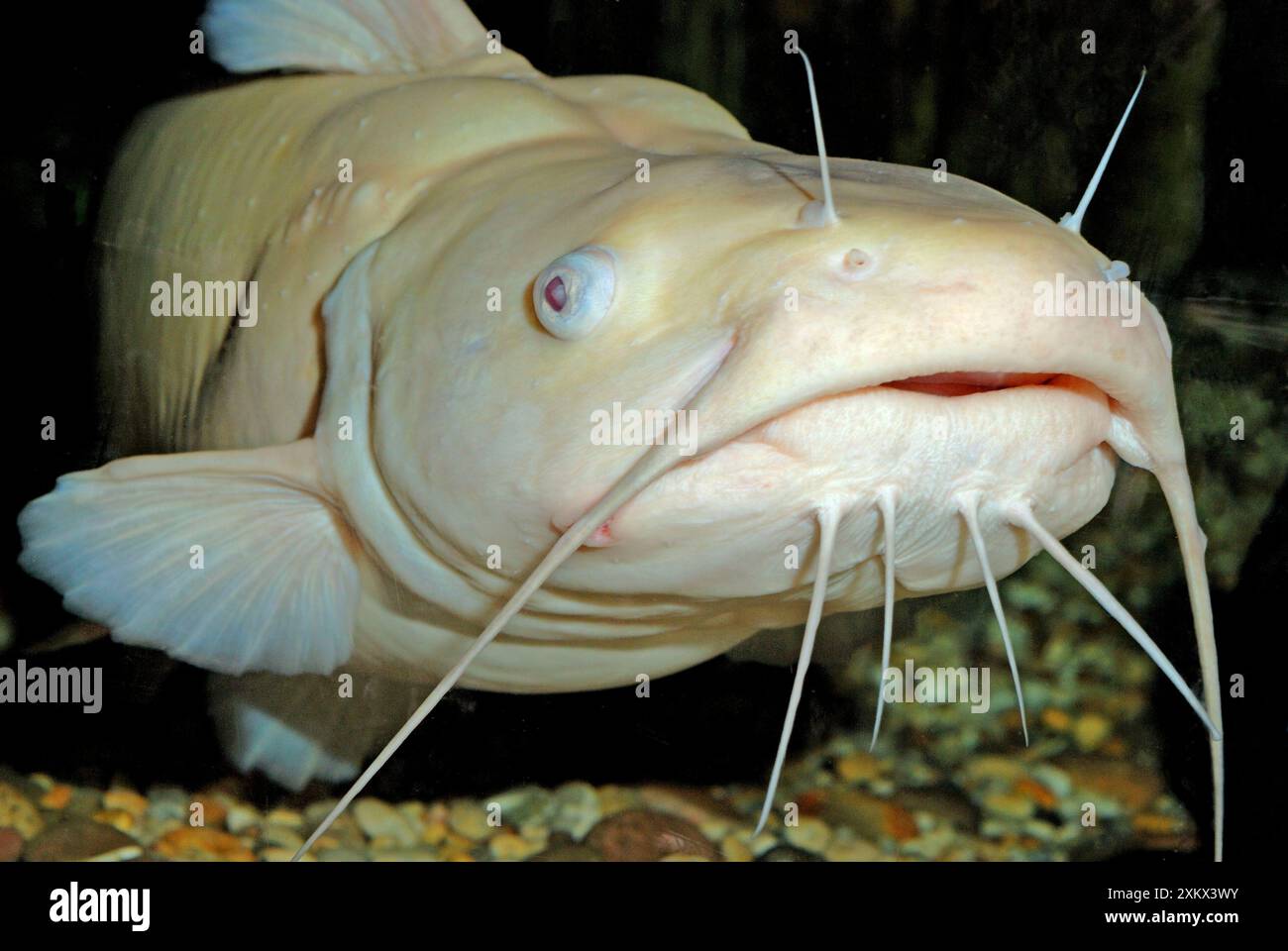 White Catfish - captive bred variety fish Stock Photo - Alamy