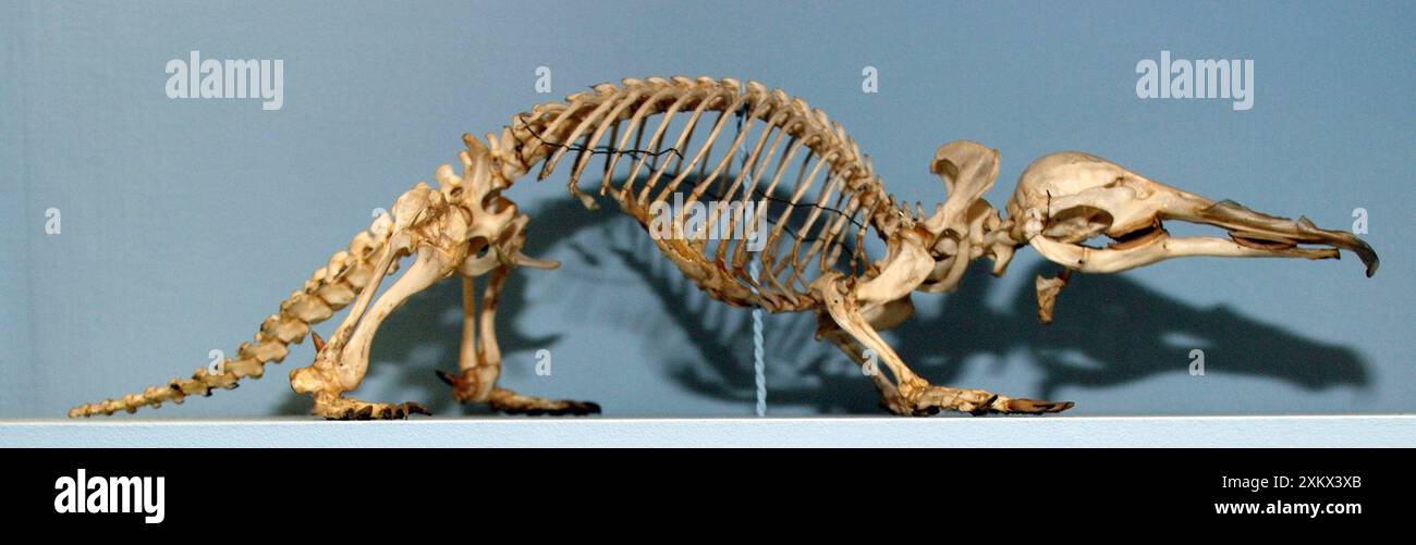 Marsupial skeleton hi-res stock photography and images - Alamy