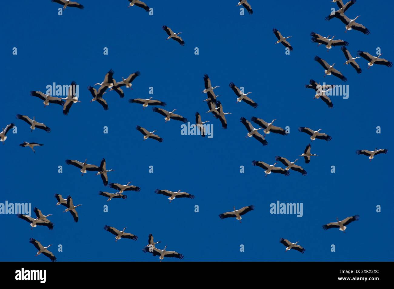 White Storks - In flight migrating in the heat Stock Photo - Alamy