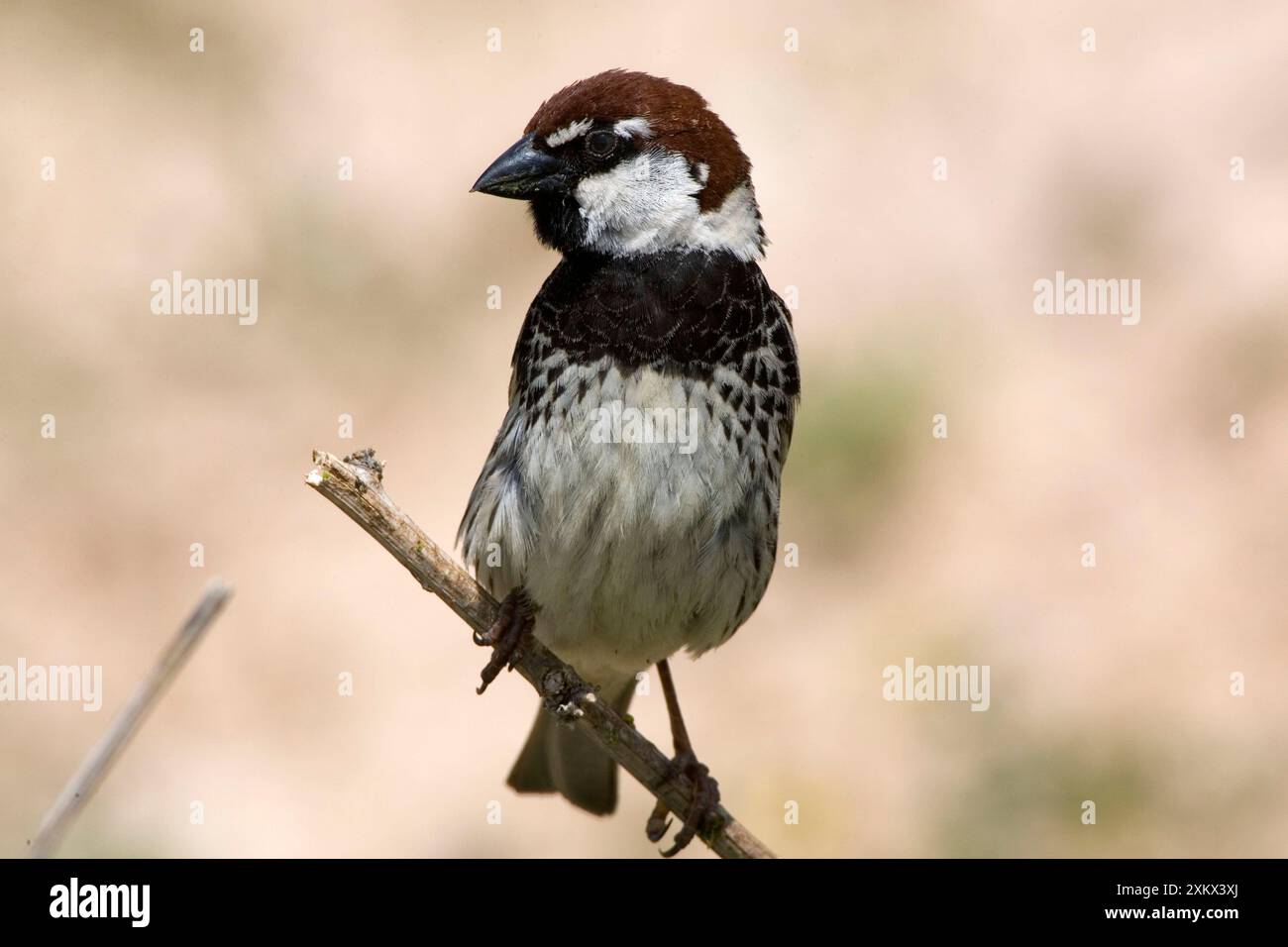 Sparrows of turkey hi-res stock photography and images - Alamy