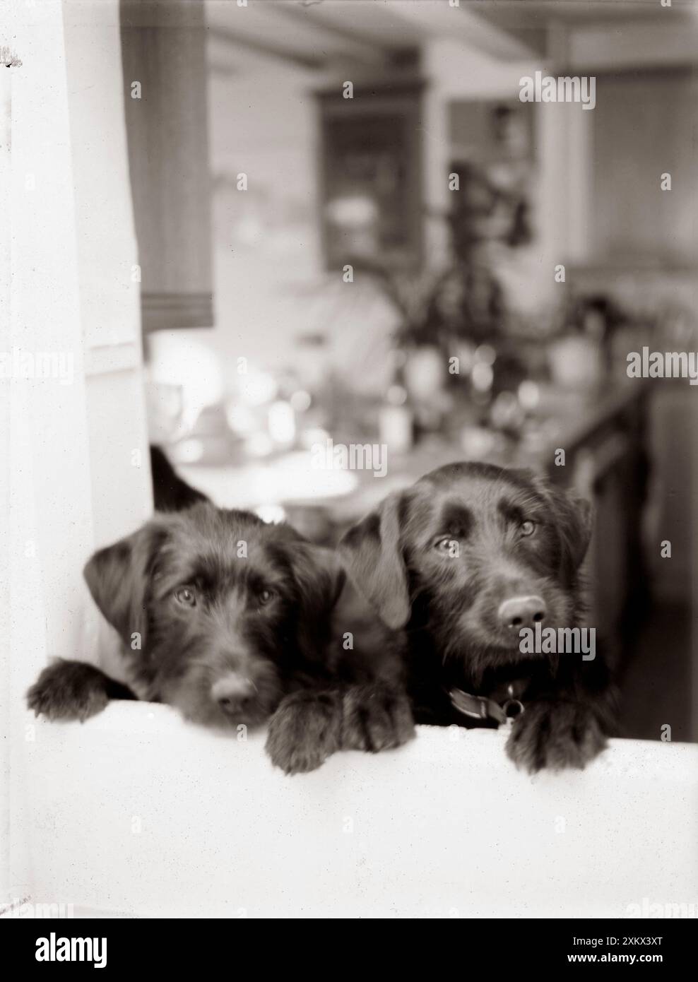 Dogs - Peering from kitchen window Stock Photo - Alamy