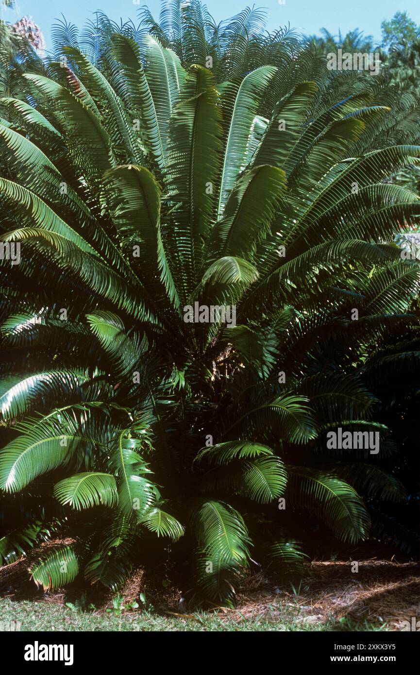 Cycad plants hi-res stock photography and images - Alamy