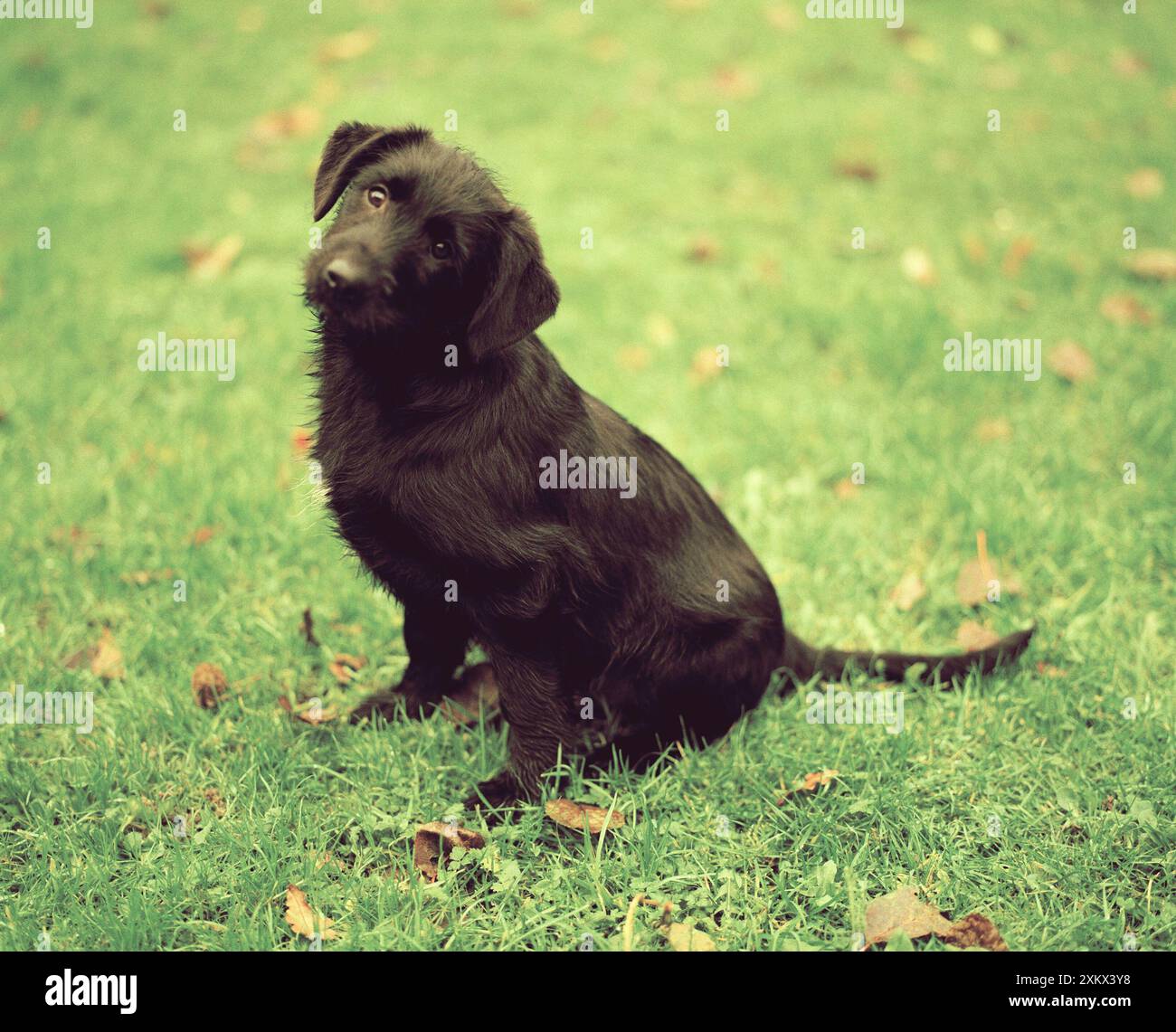 Dog - Sitting down in garden Stock Photo - Alamy