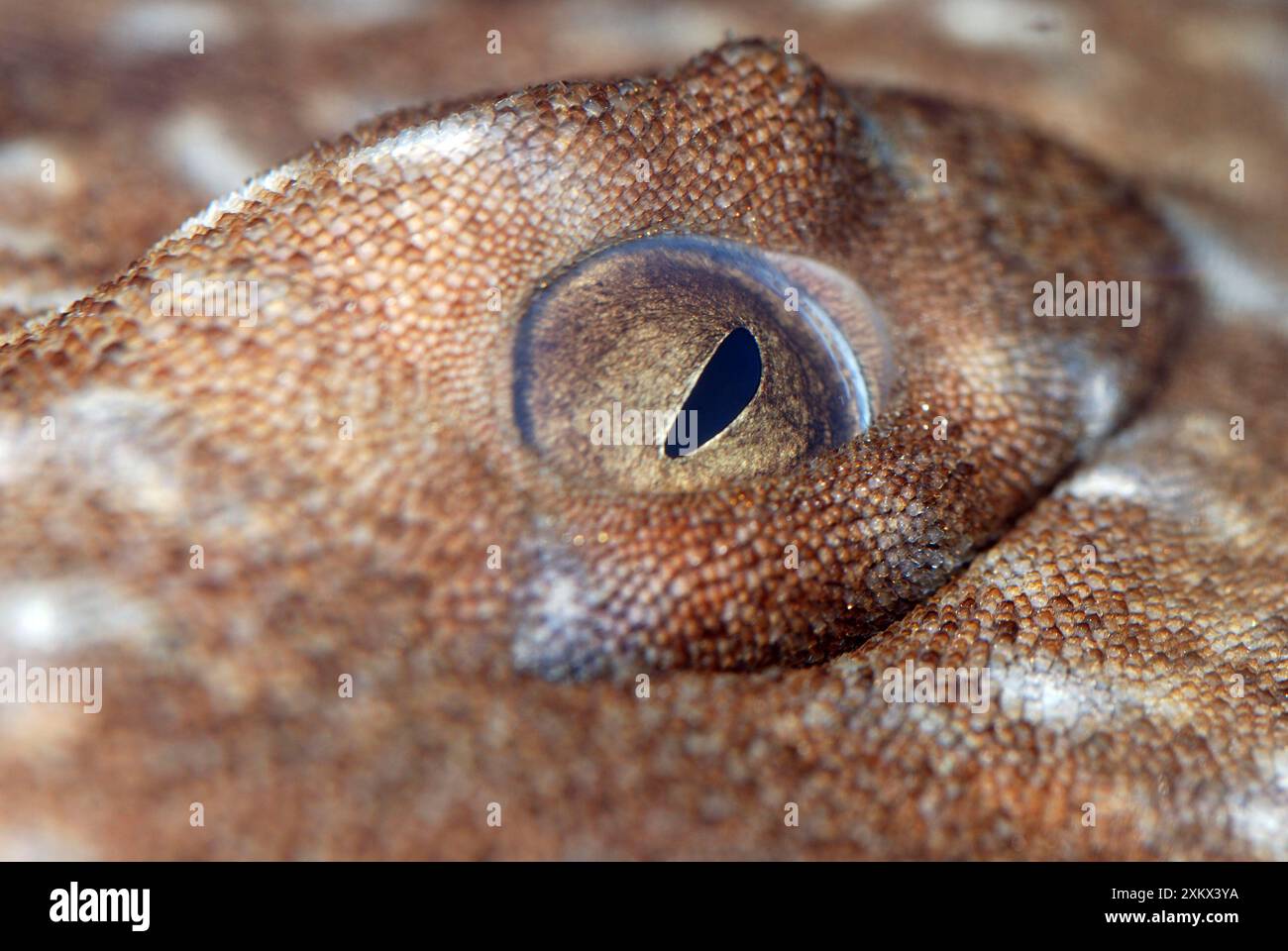Eye of Wobbegong Shark Stock Photo - Alamy
