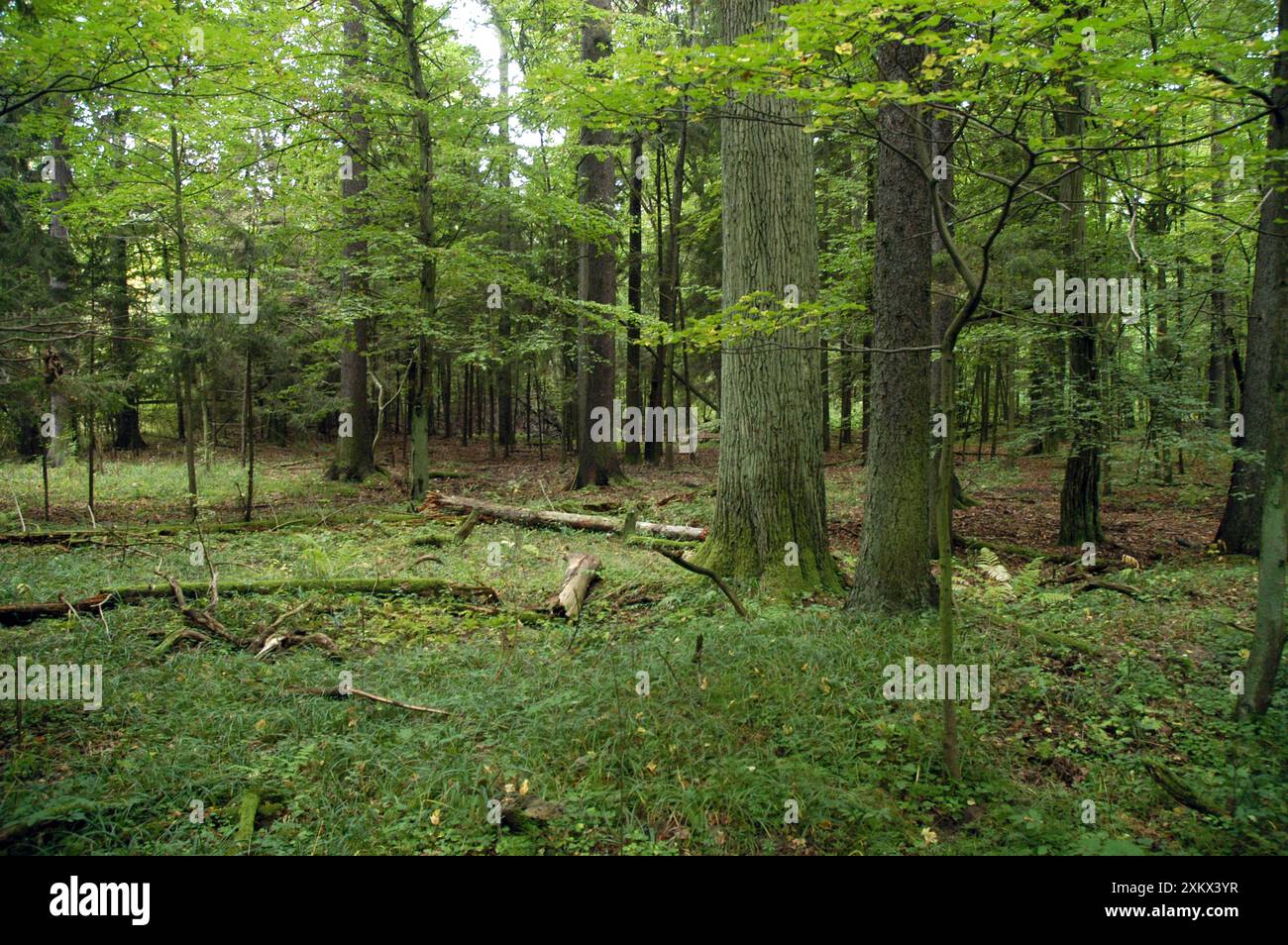 Bialowieza primaeval forest, Poland Stock Photo - Alamy