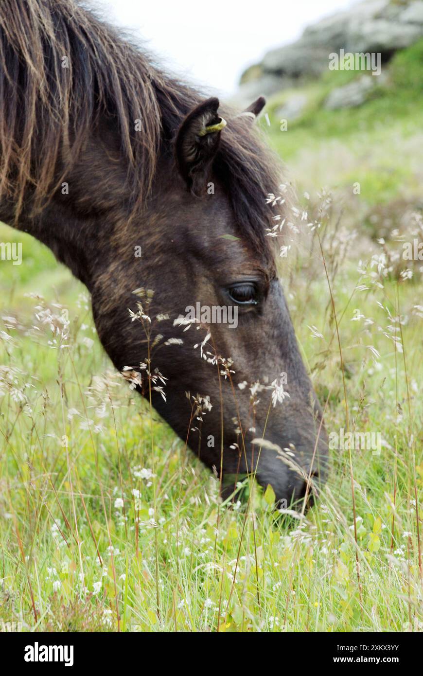 Eating wild animals hi-res stock photography and images - Alamy