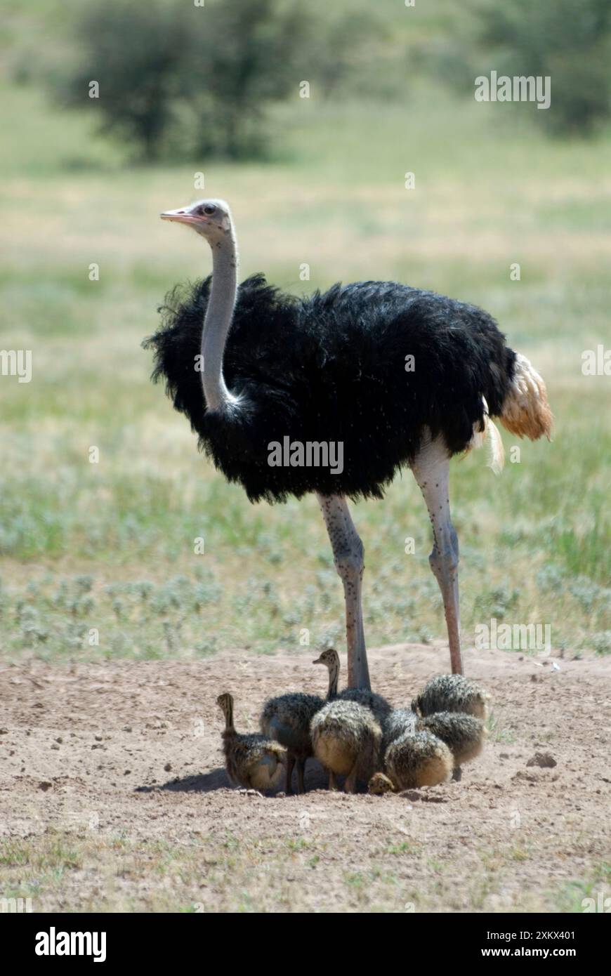 Common Ostrich - Male shading chicks Stock Photo - Alamy