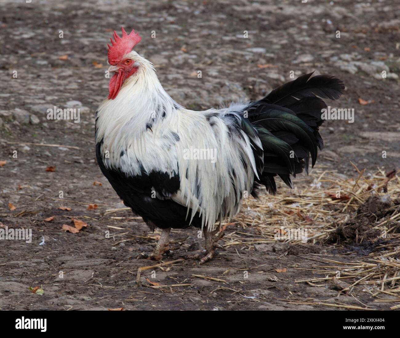 Dorking chicken hi-res stock photography and images - Alamy