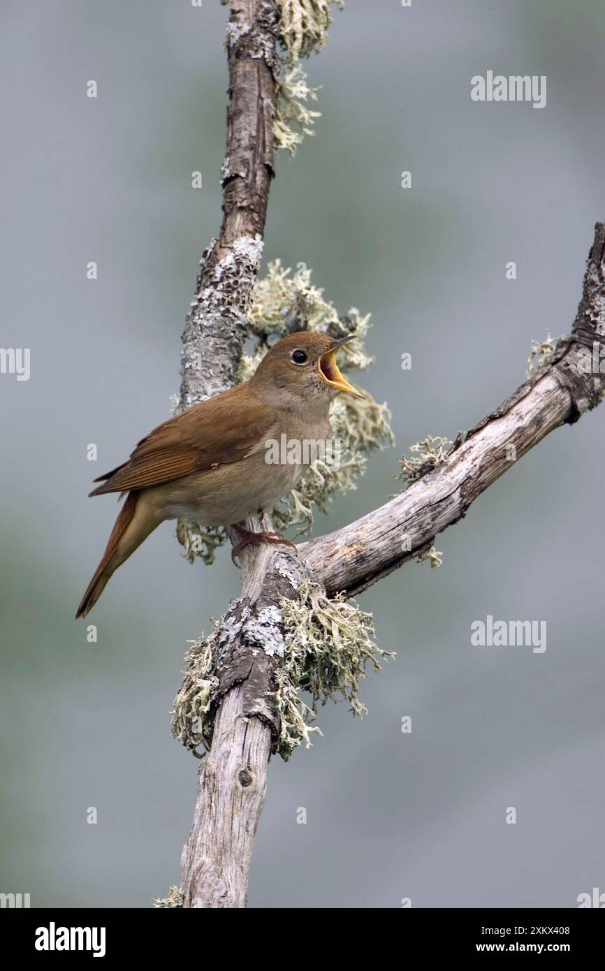 Adult Nightingale singing on territory Stock Photo - Alamy