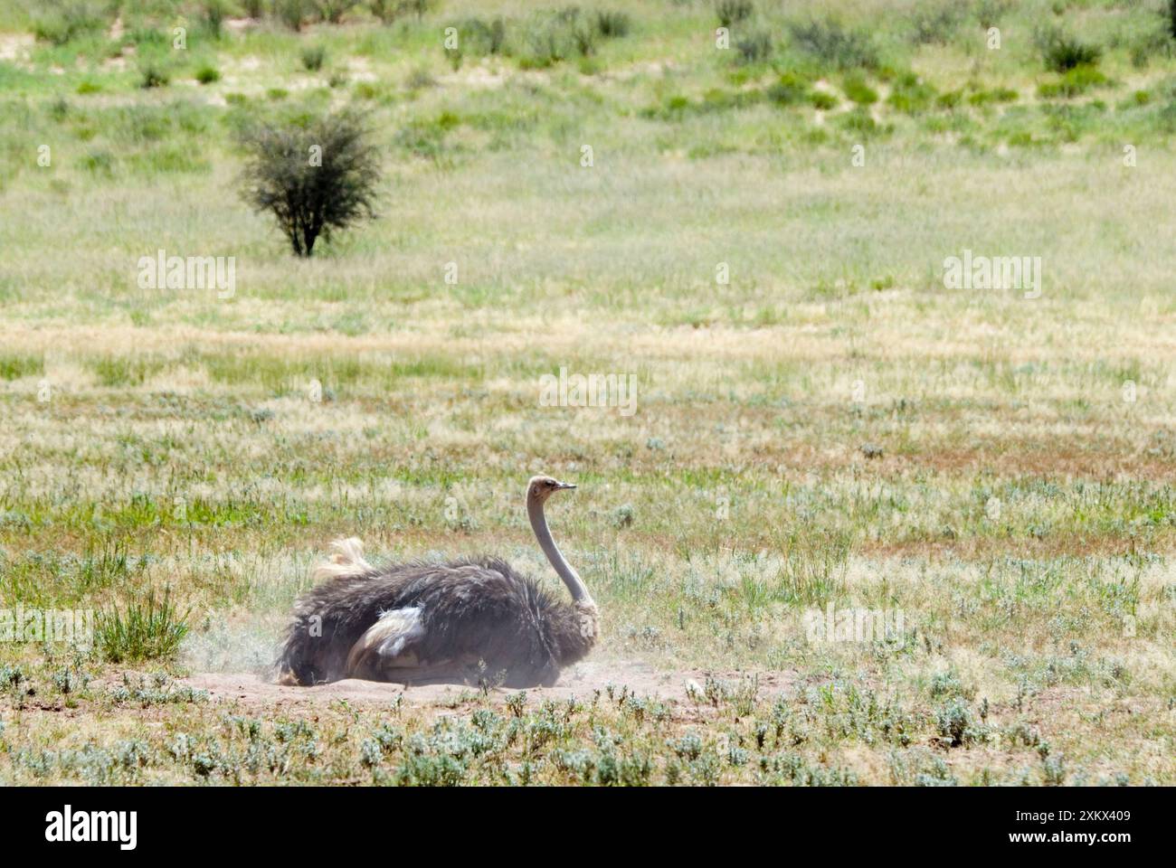 Dust bathing hi-res stock photography and images - Alamy