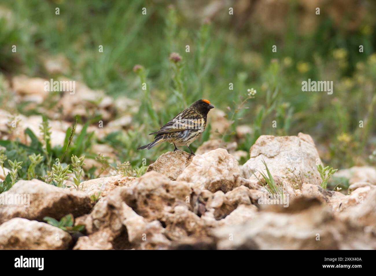 Serin birds hi-res stock photography and images - Alamy