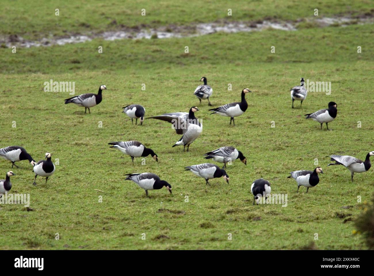 Bird grazing hi-res stock photography and images - Alamy