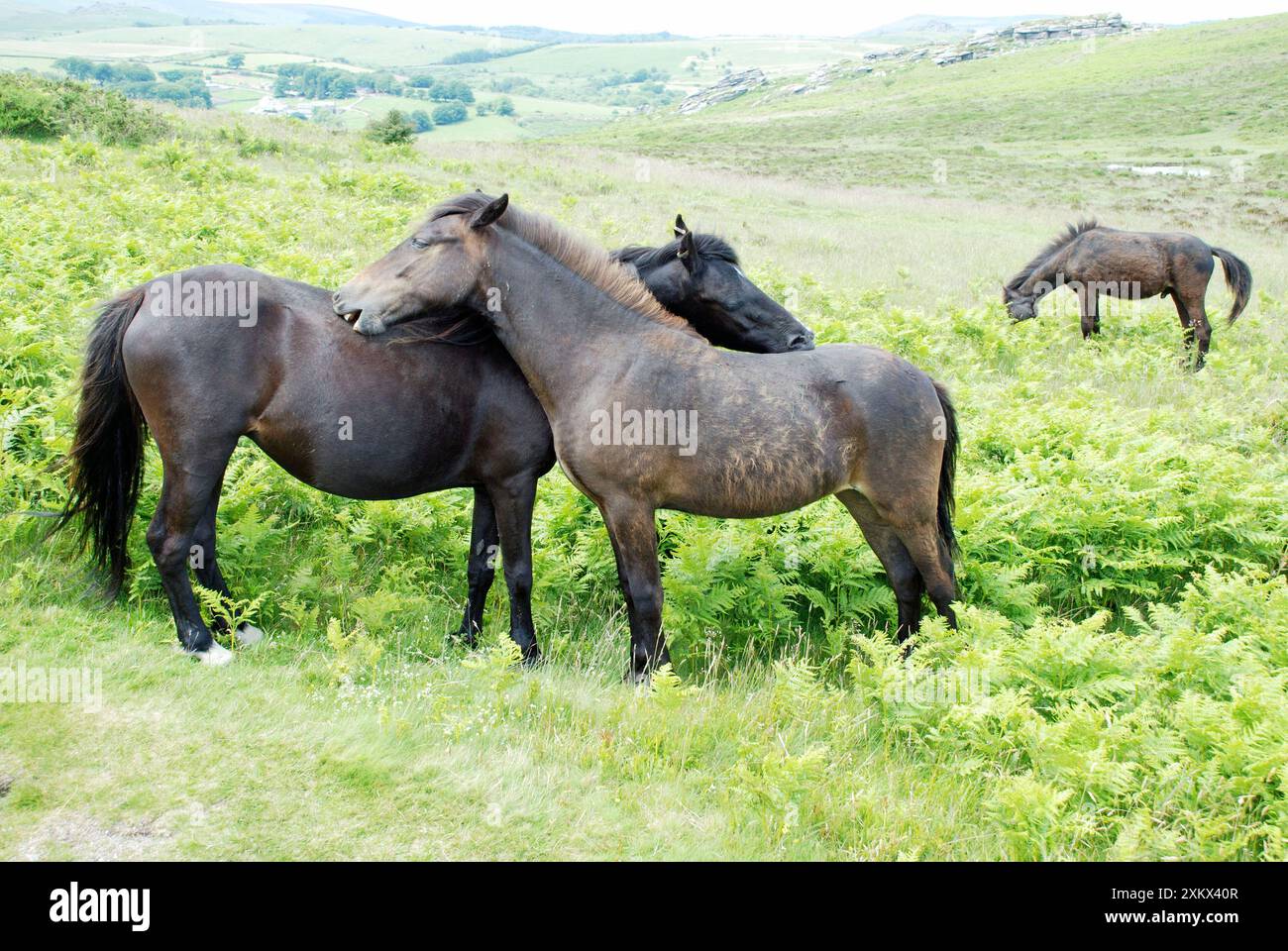 Engaged animal hi-res stock photography and images - Alamy