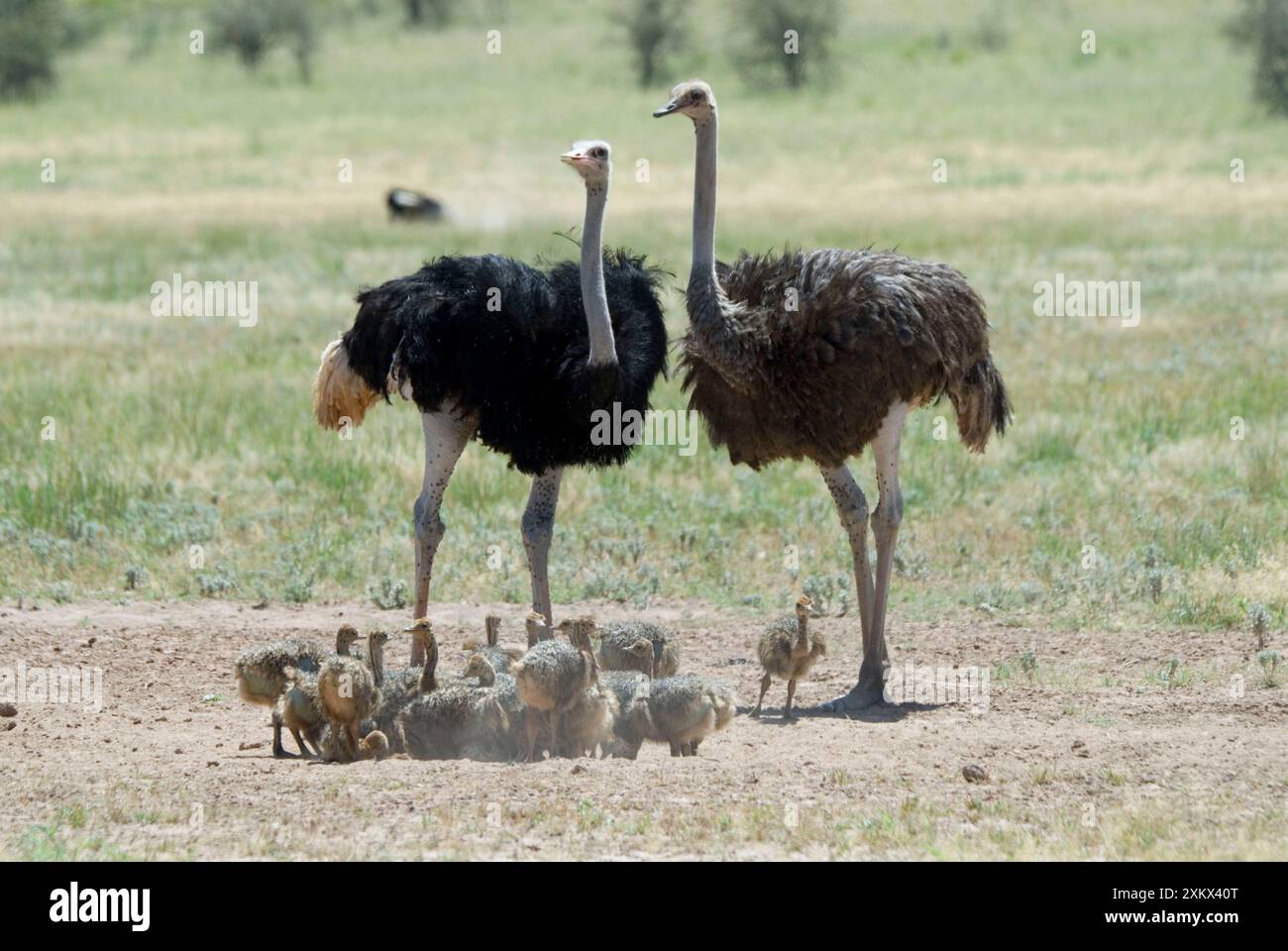 Common Ostrich - Male and female with chicks Stock Photo - Alamy