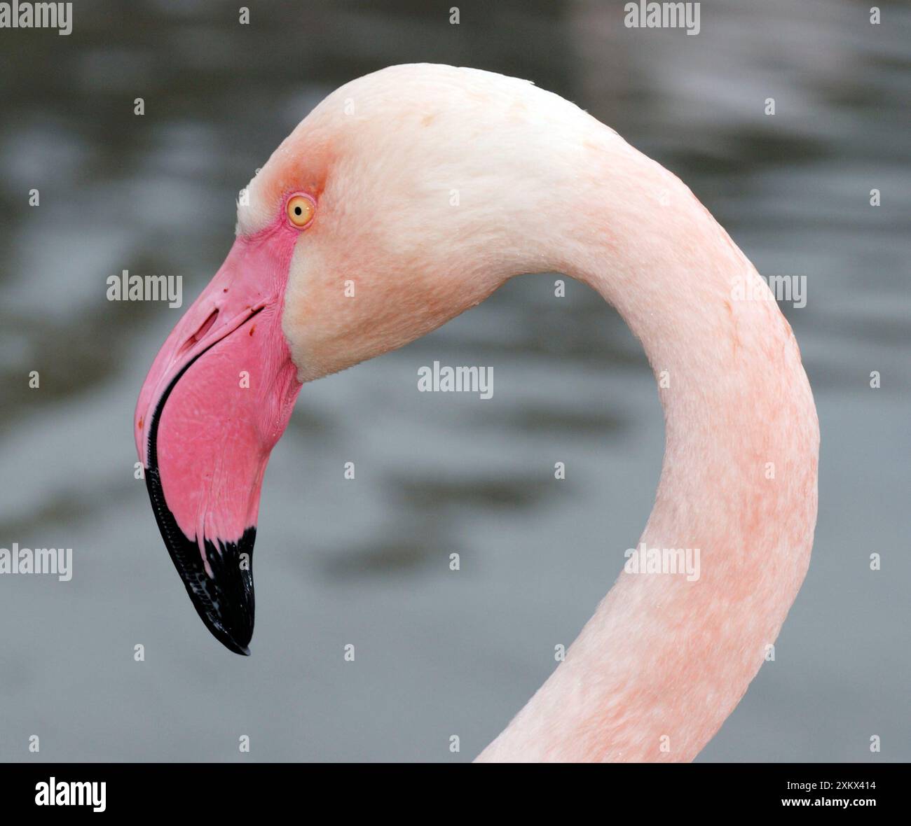Flamingo wildlife close up hi-res stock photography and images - Alamy
