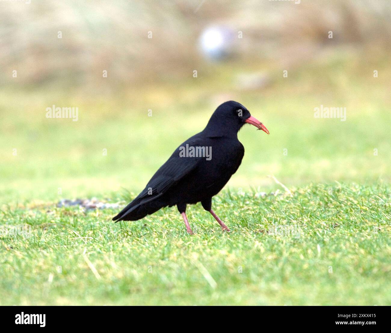 Chough islay hi-res stock photography and images - Alamy