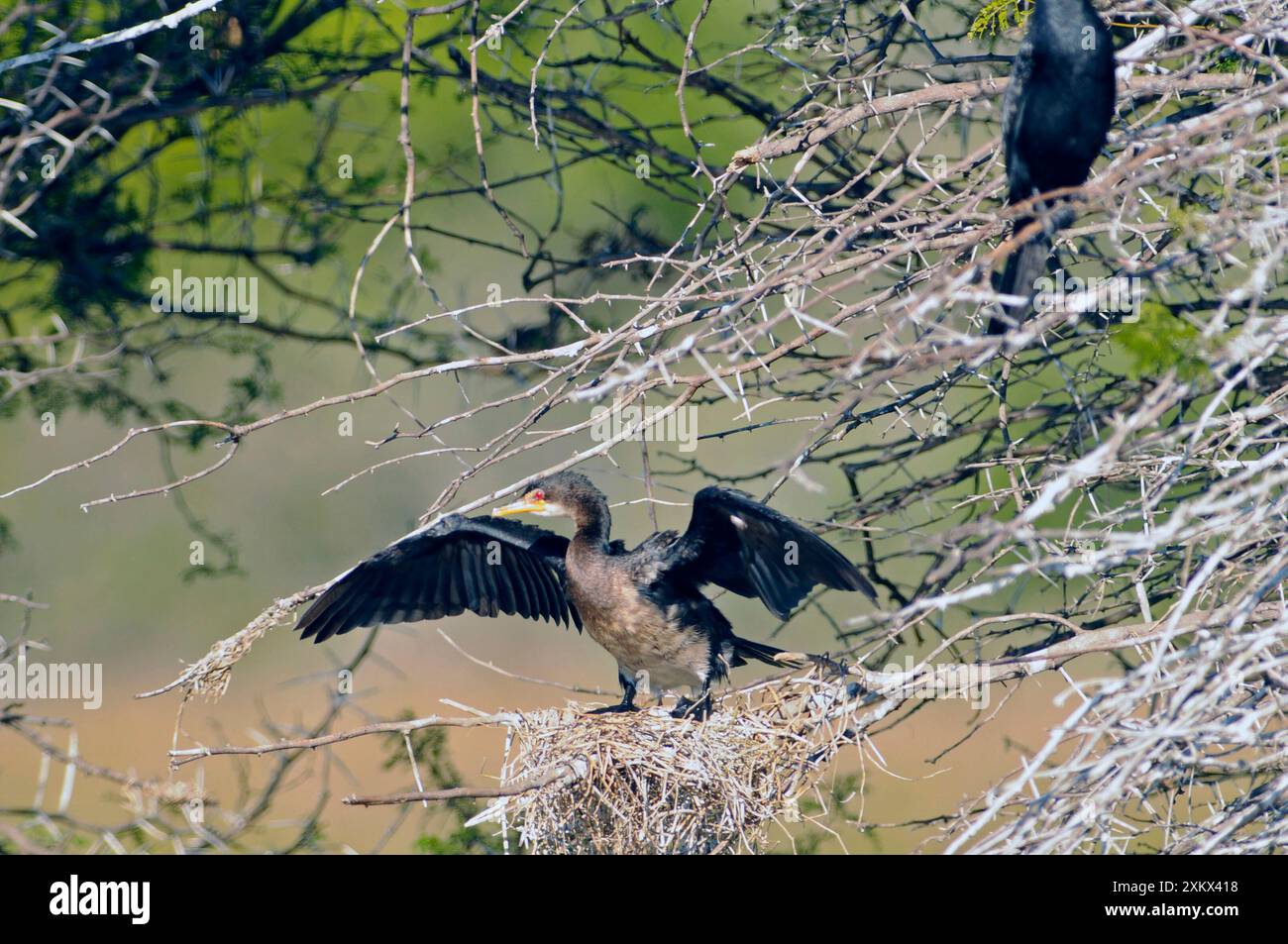 Reed cormorant wings open hi-res stock photography and images - Alamy