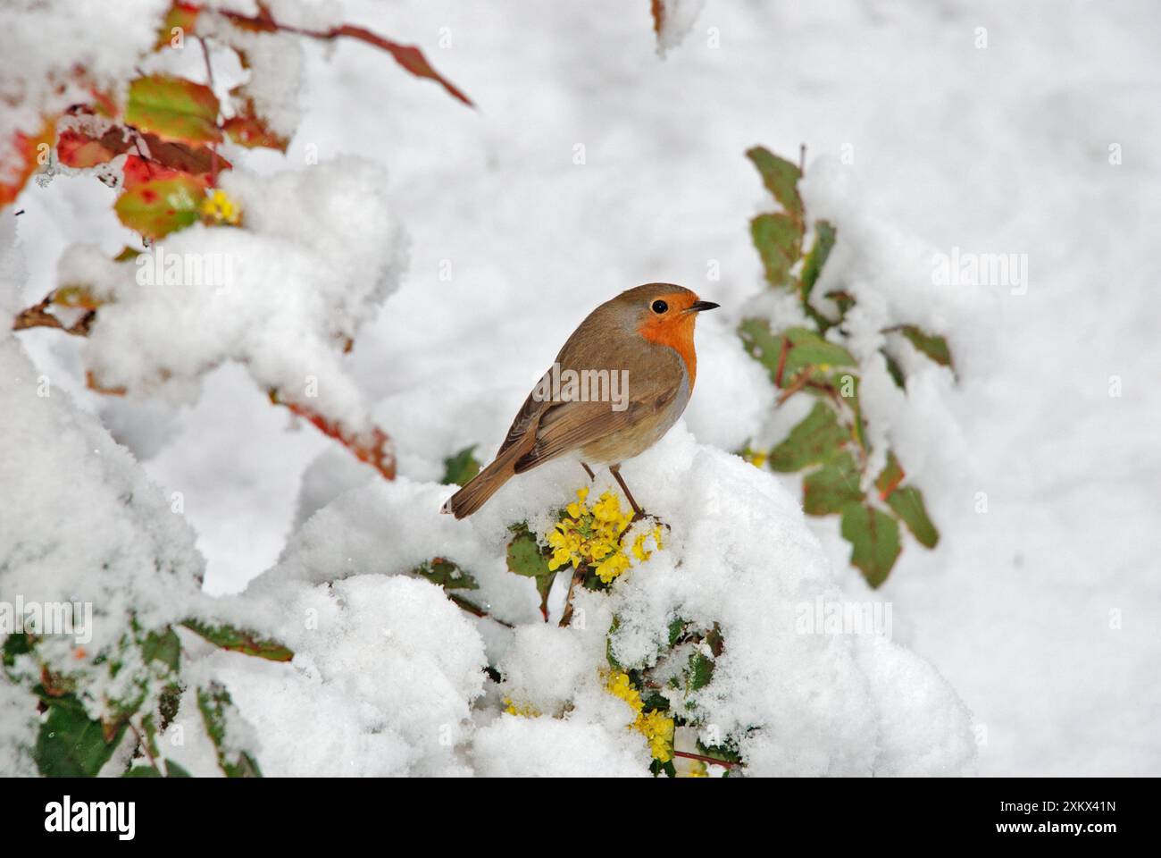 Robin ice hi-res stock photography and images - Alamy