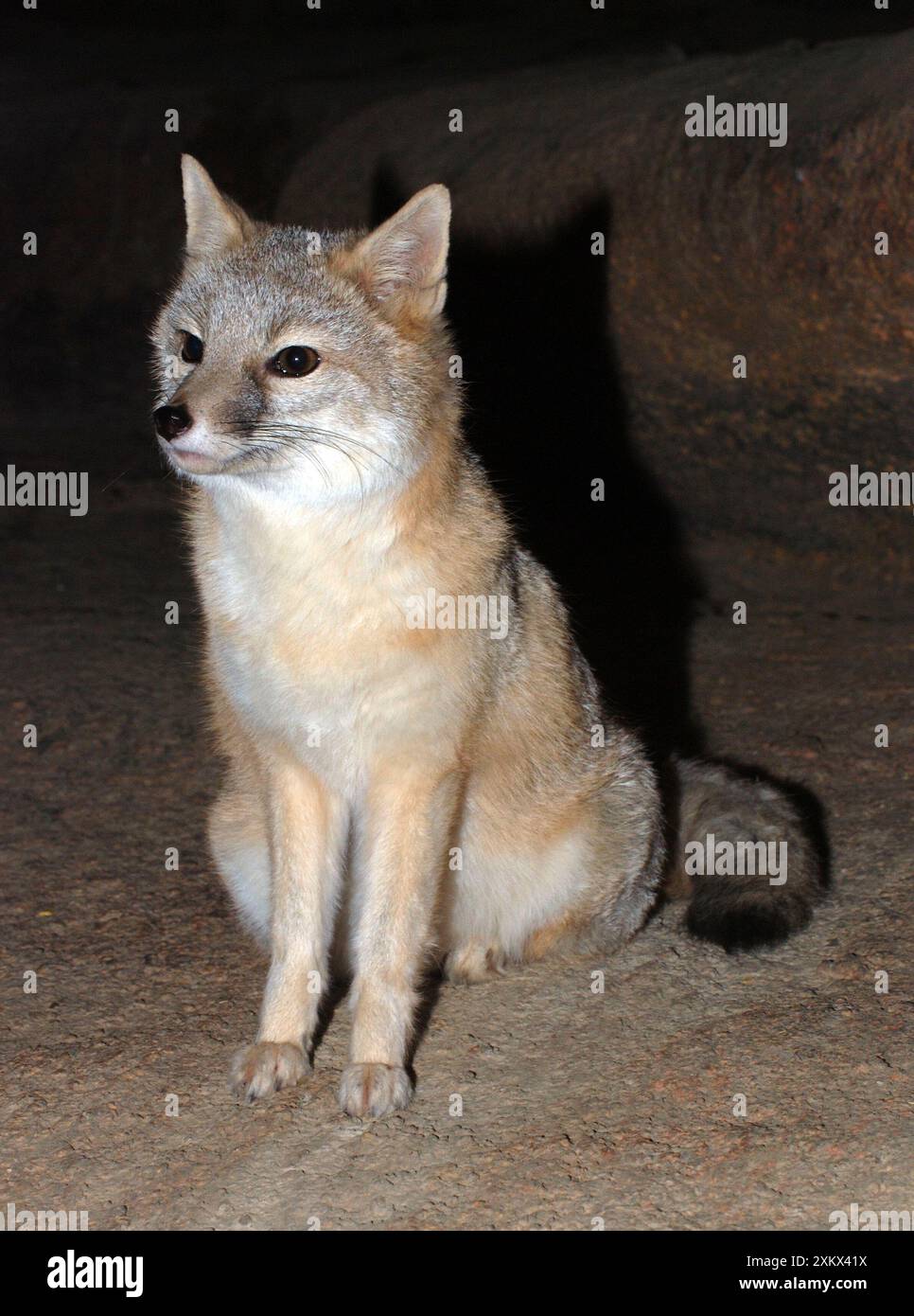 Mammal fox swift hi-res stock photography and images - Alamy