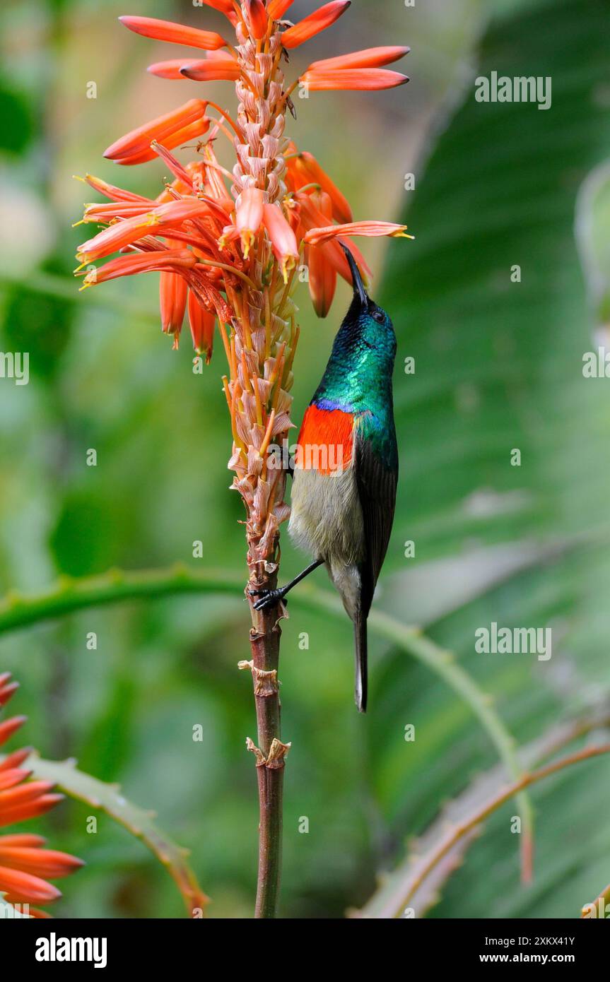 Greater Double-collared Sunbird male feeding at Stock Photo - Alamy