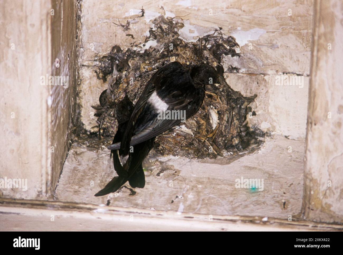 Little Swift - at nest Stock Photo - Alamy
