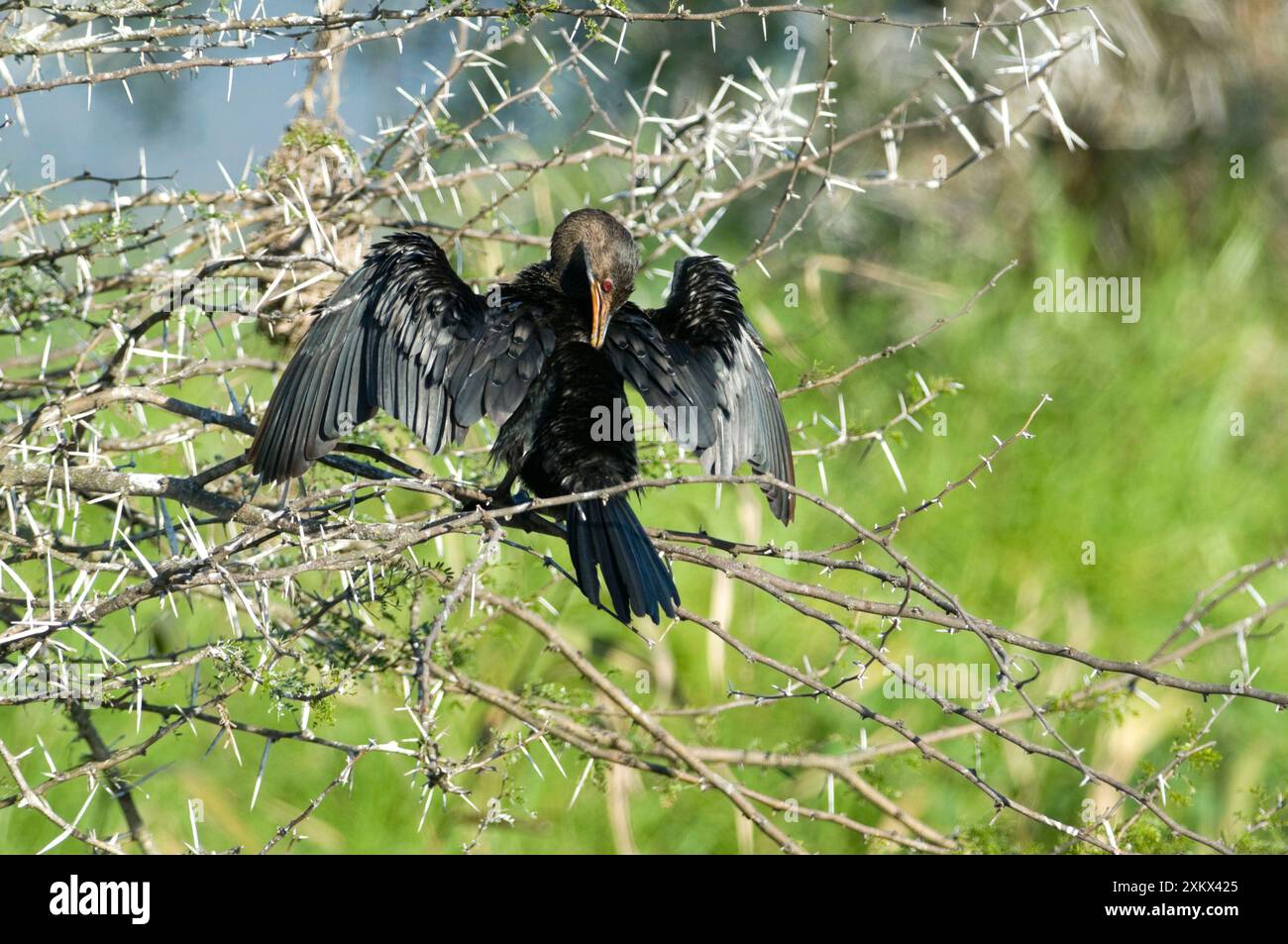 Bird preening wings hi-res stock photography and images - Alamy