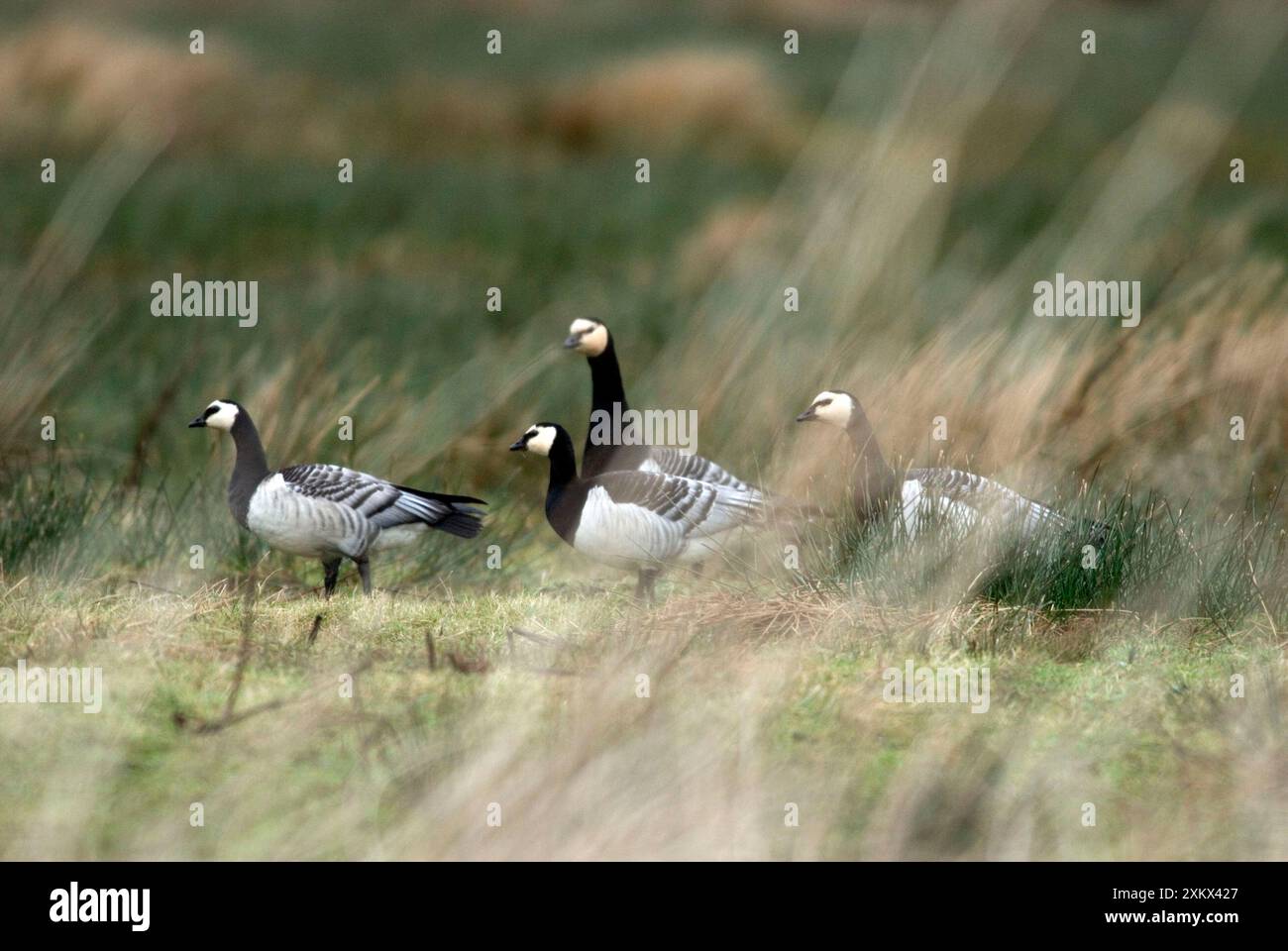 Group barnacle geese branta hi-res stock photography and images - Alamy