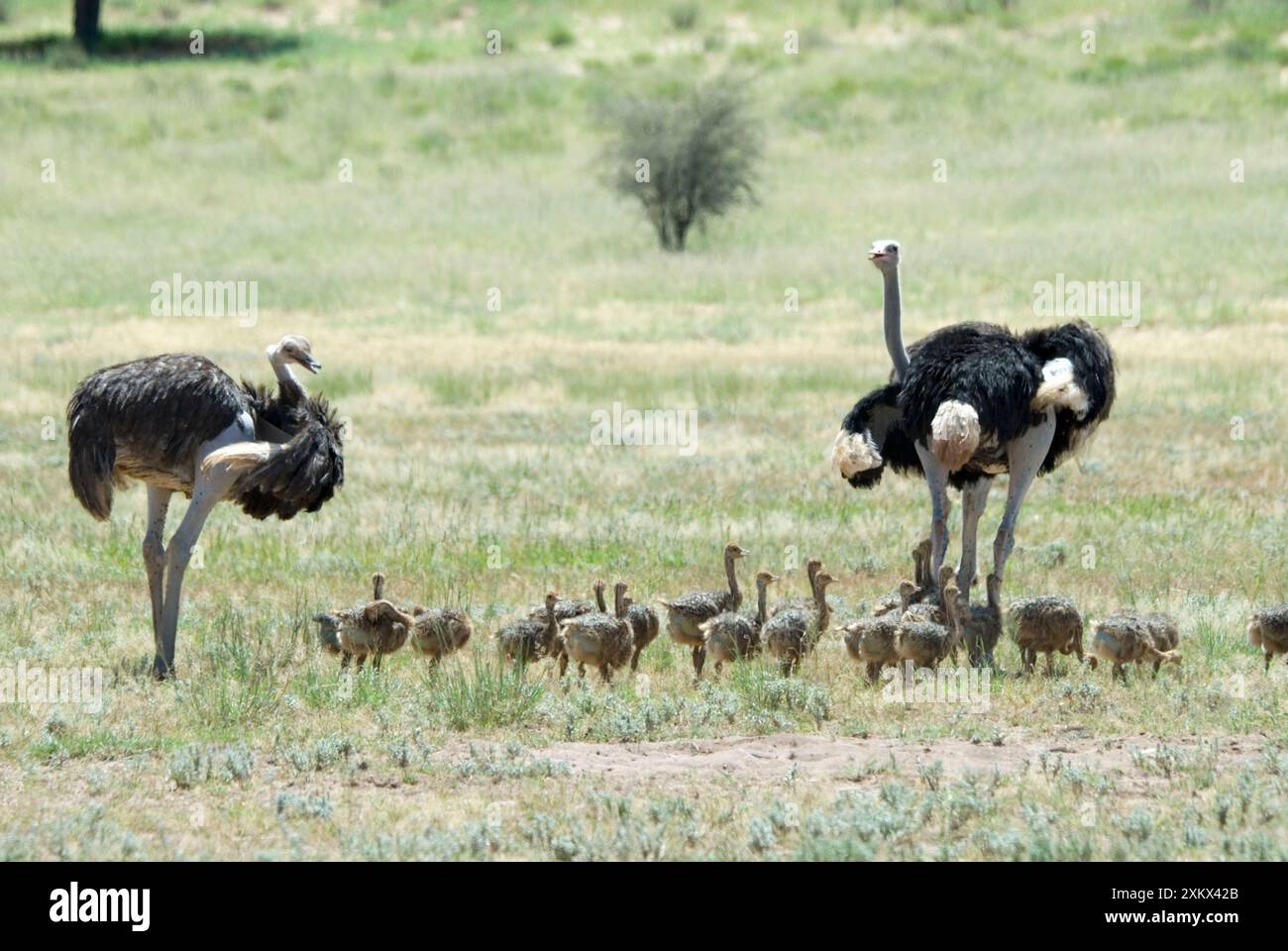 Common Ostrich - Male and female with chicks Stock Photo - Alamy