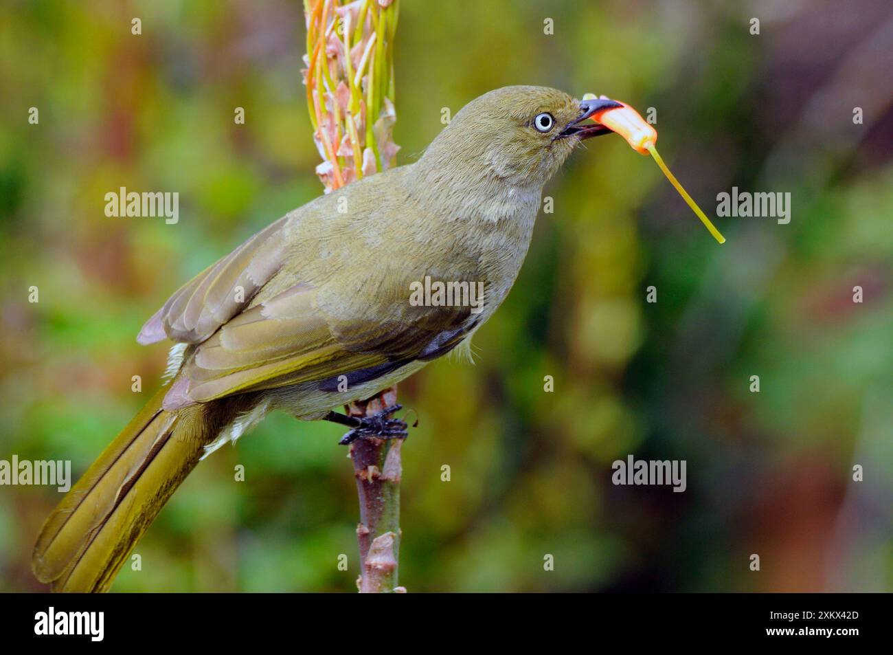 Greenbuls hi-res stock photography and images - Alamy