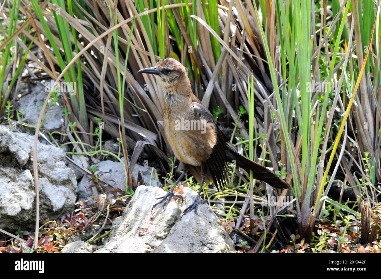 Juvenile grackle hi-res stock photography and images - Alamy
