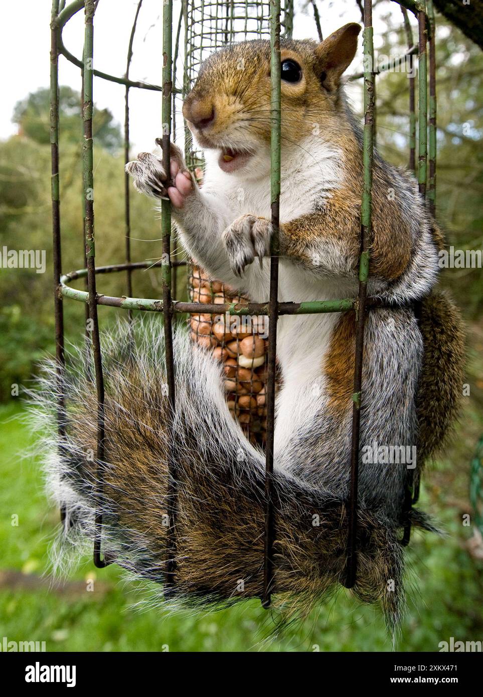 Grey Squirrel trapped inside a squirrel proof bird feeder Stock Photo ...