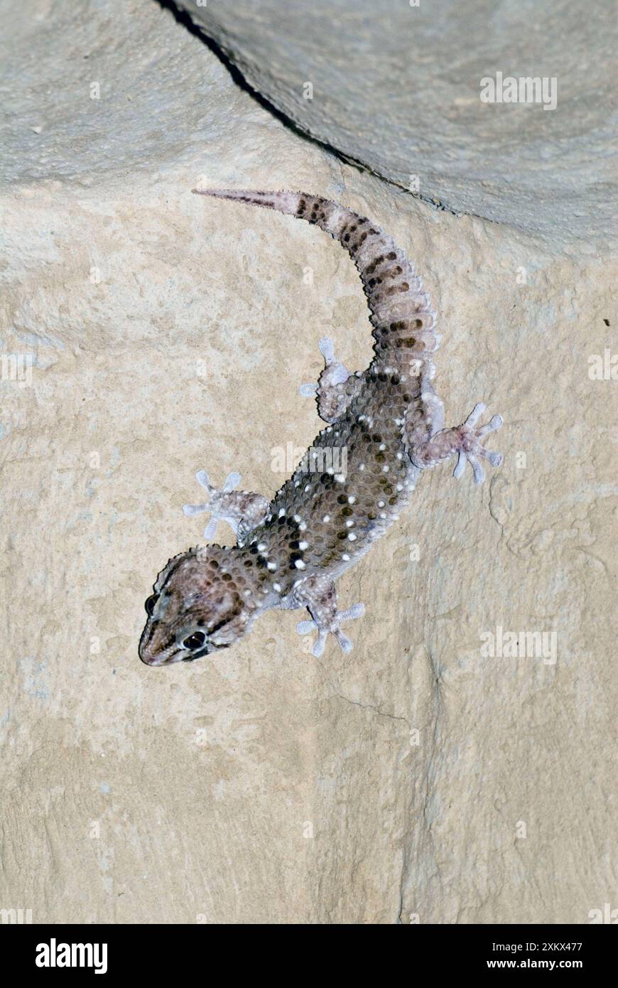 Bibron's Gecko hunting for insects attracted to light Stock Photo - Alamy