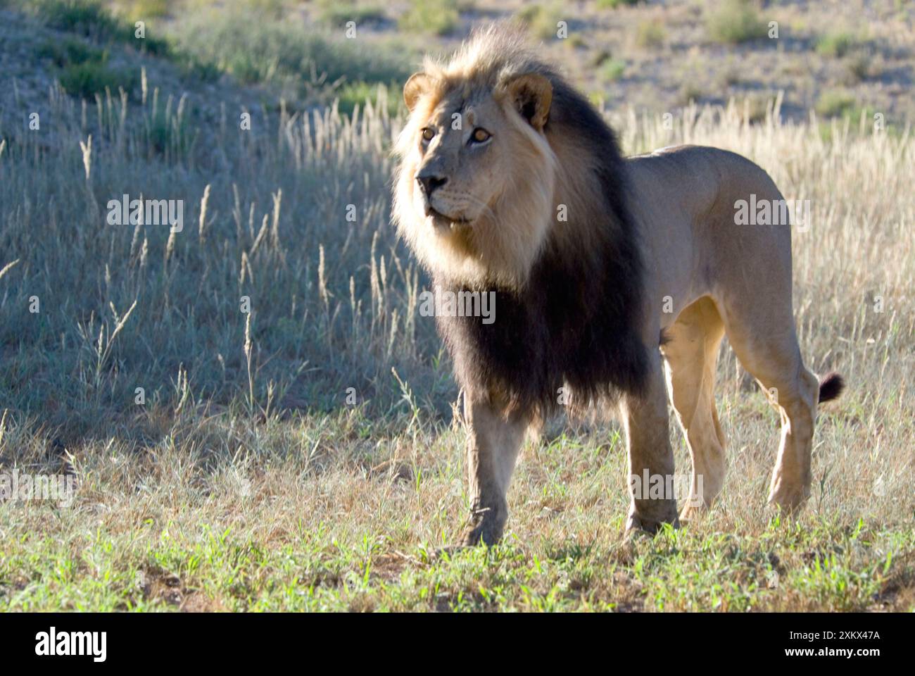 Mane hi-res stock photography and images - Alamy