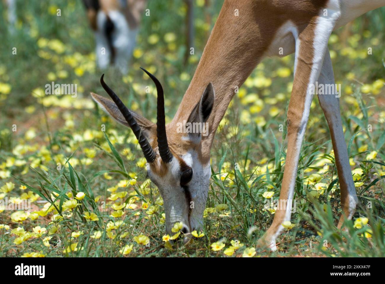 Springbok feeding on dubbeltjie flowers after good rains Stock Photo ...