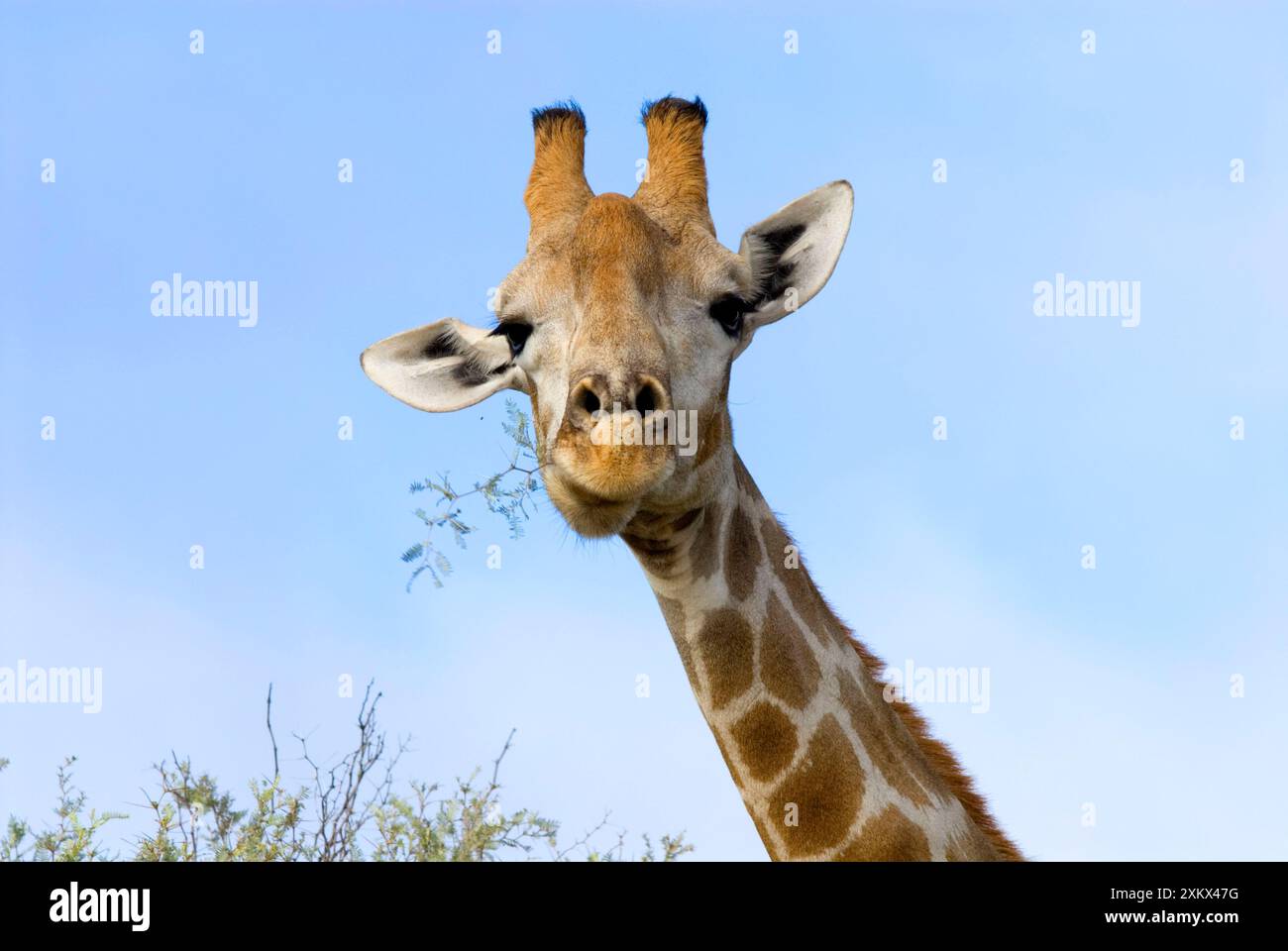 Giraffe expressions hi-res stock photography and images - Alamy