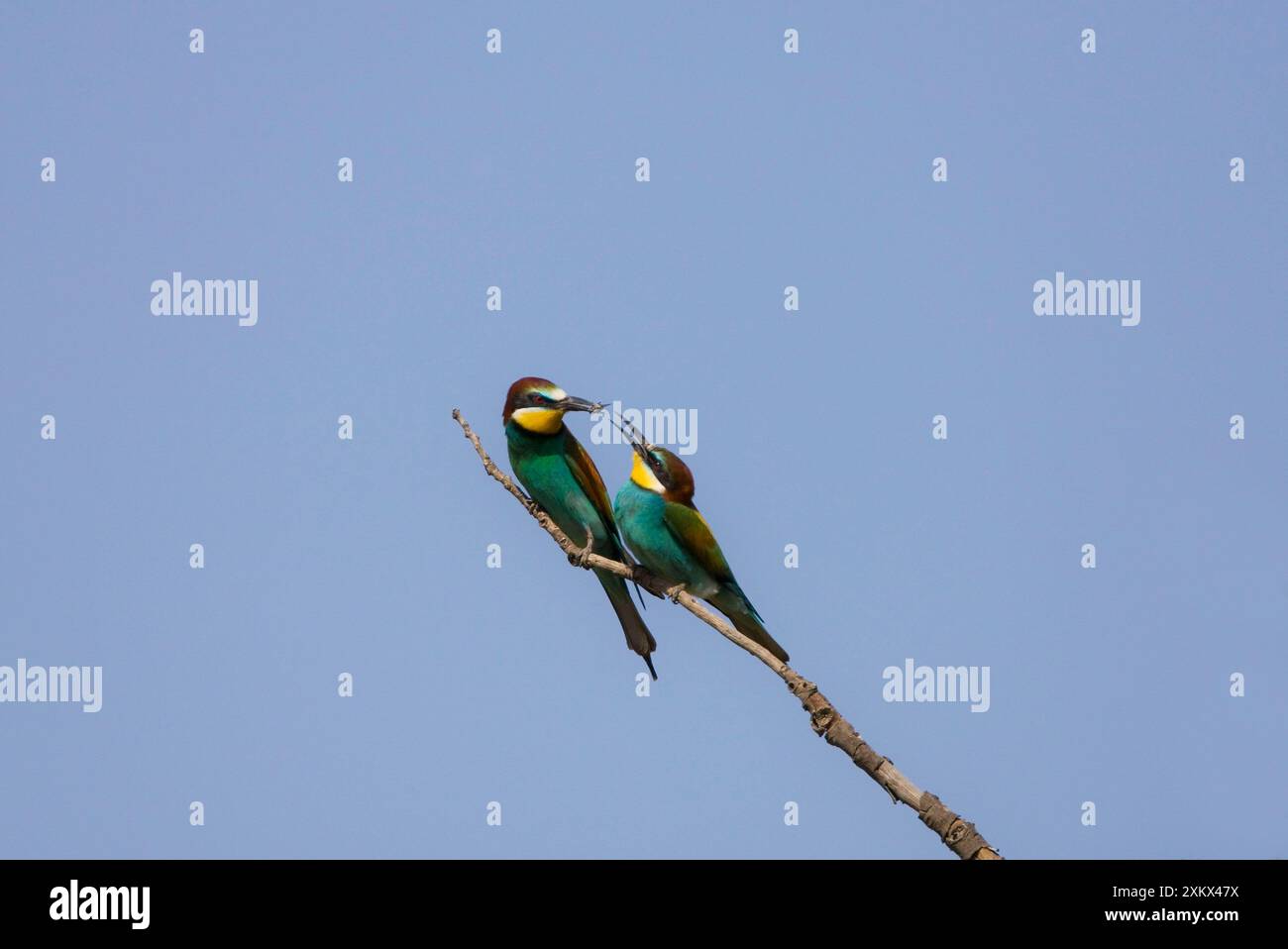 Male and female bee eaters hi-res stock photography and images - Alamy