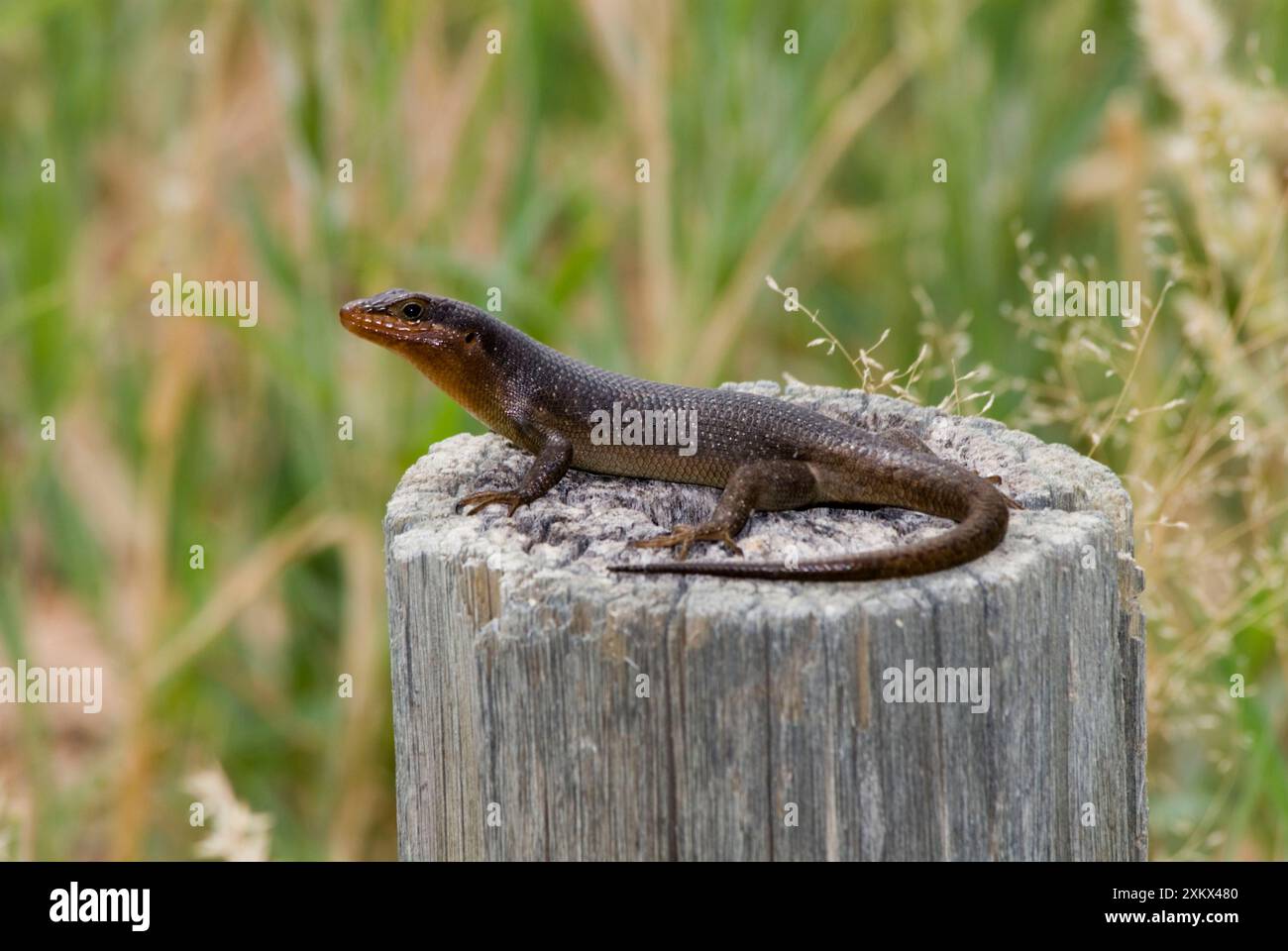 Striped Skink basking Stock Photo - Alamy