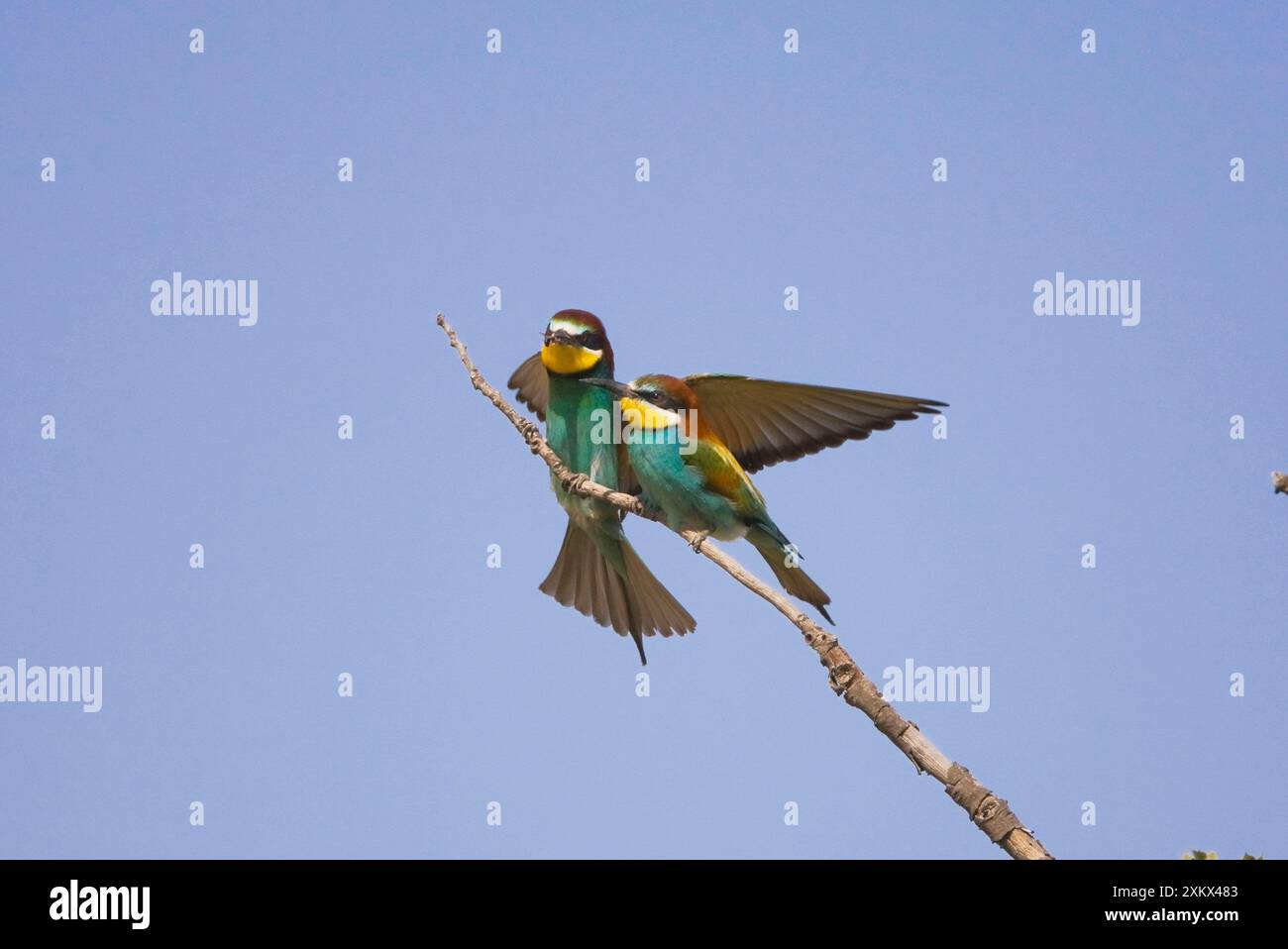 Male and female bee eaters hi-res stock photography and images - Alamy