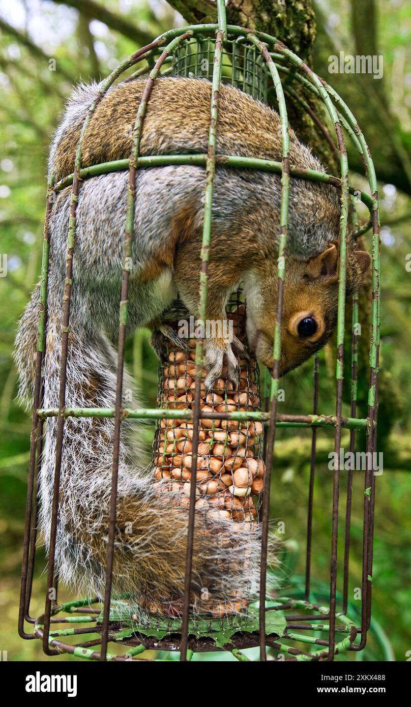 Grey Squirrel trapped inside a squirrel proof bird feeder Stock Photo ...
