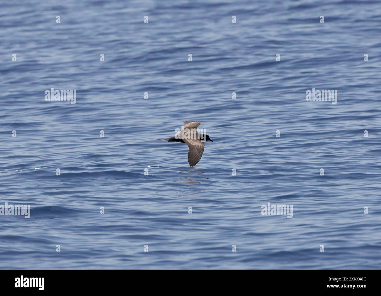 Bulwer’s petrel hi-res stock photography and images - Alamy