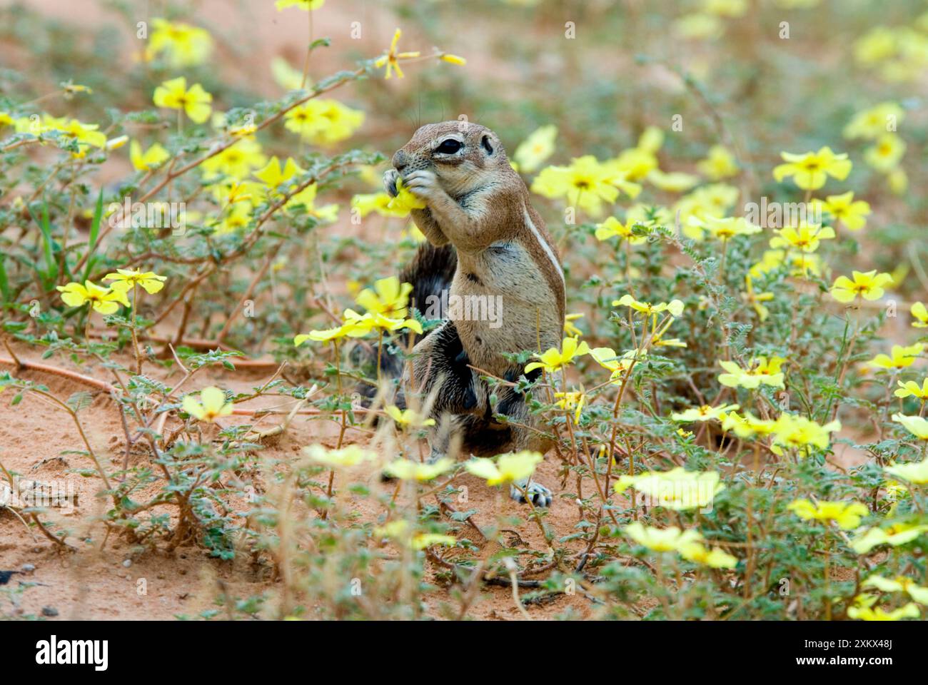 Cape Ground Squirrel / South African Ground Squirrel Stock Photo - Alamy