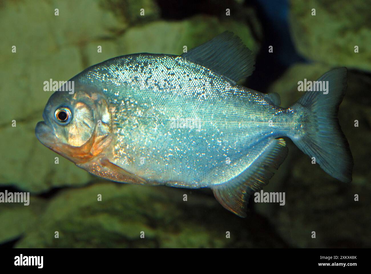 Piranha serrasalmus sp hi-res stock photography and images - Alamy